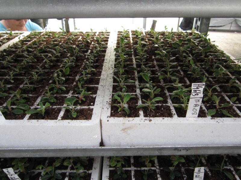 Clonal propagation of rare or unique plants - high quality seedlings